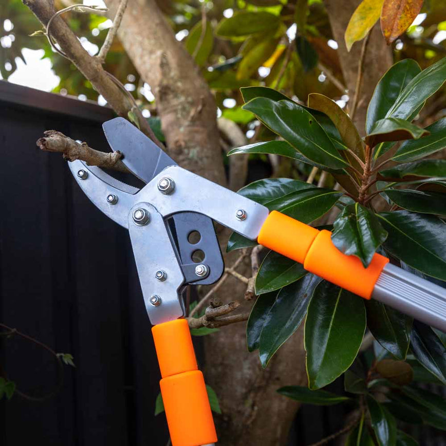 The Ultra Large Tree Lopper | Shop Kleva Range Today – Kleva Range ...